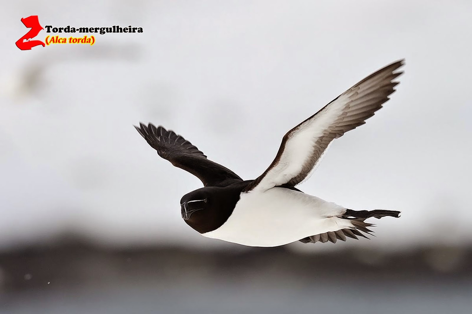 ORNITOLOGIA: Torda-mergulheira (Alca torda)